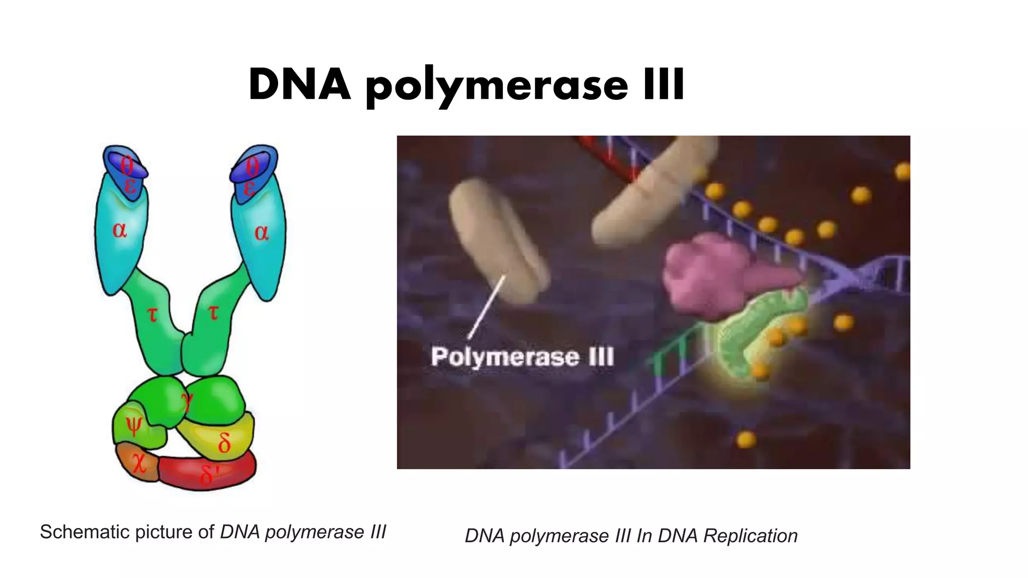 Dna polymerase | PPTX