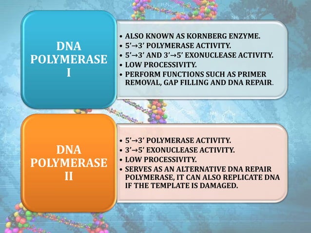 DNA POLYMERASE.pptx | Chemistry | Science