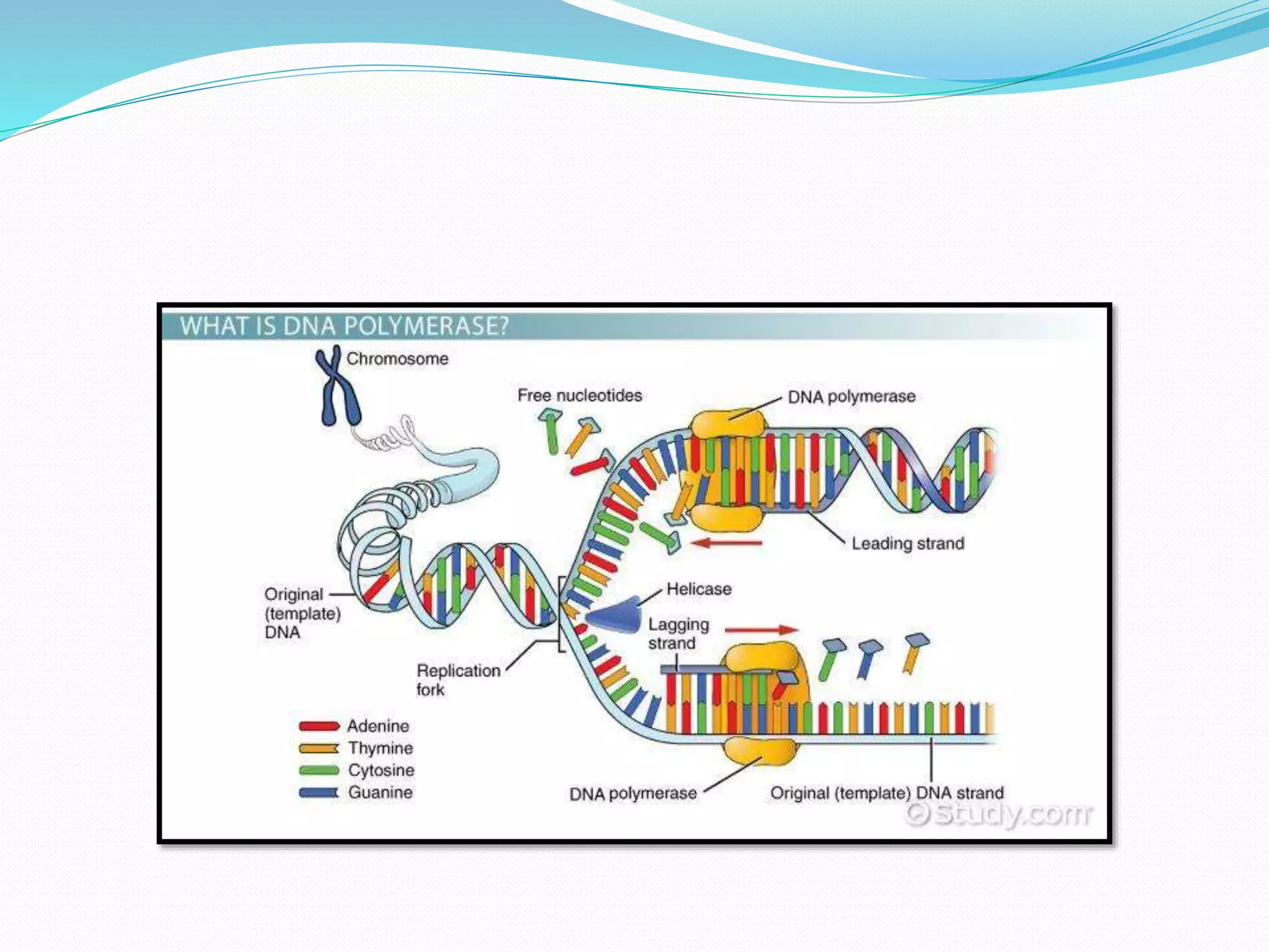 DNA Polymerase.pptx
