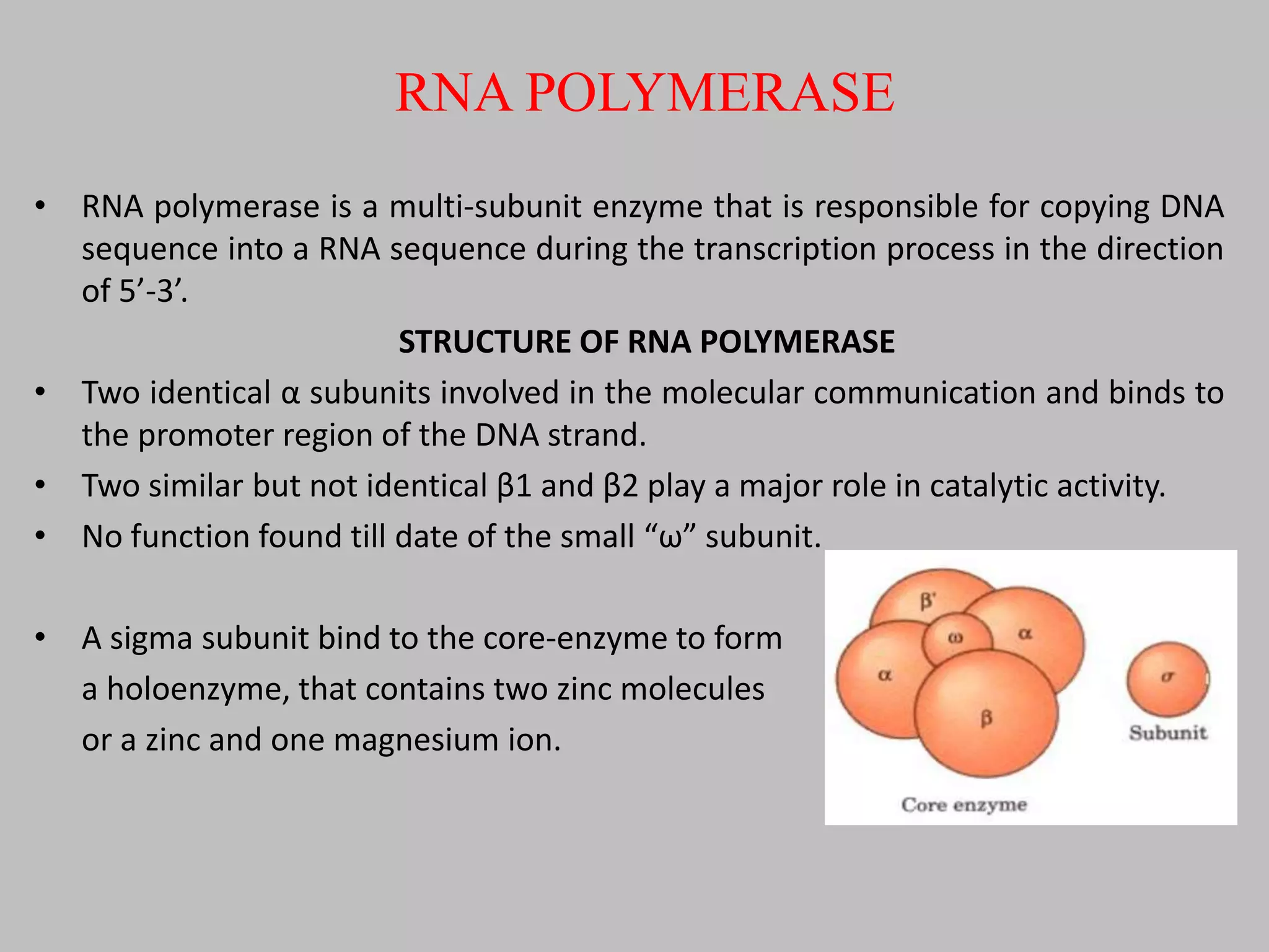 DNA POLYMERASE AND RNA POLYMERASE.pptx