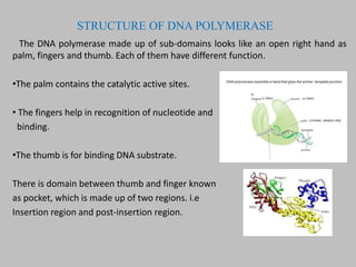 DNA POLYMERASE AND RNA POLYMERASE.pptx