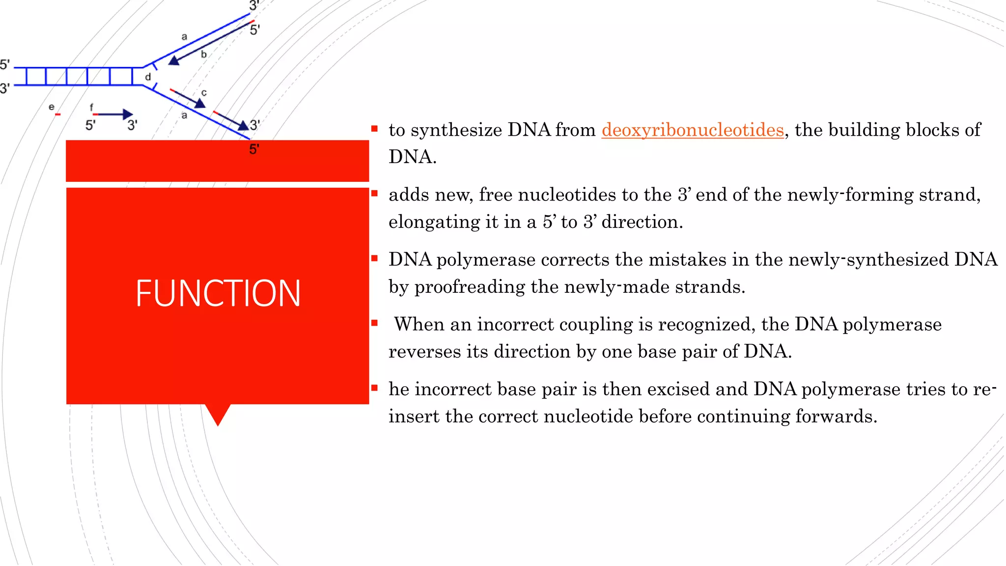 Dna polymerase biology arun | PPTX