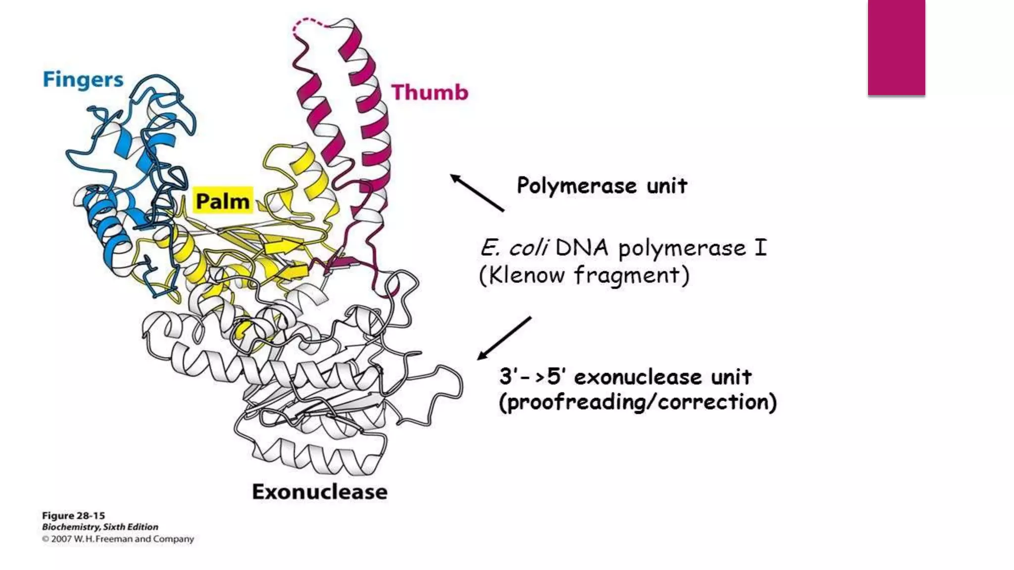 Dna polymerase biology arun | PPTX