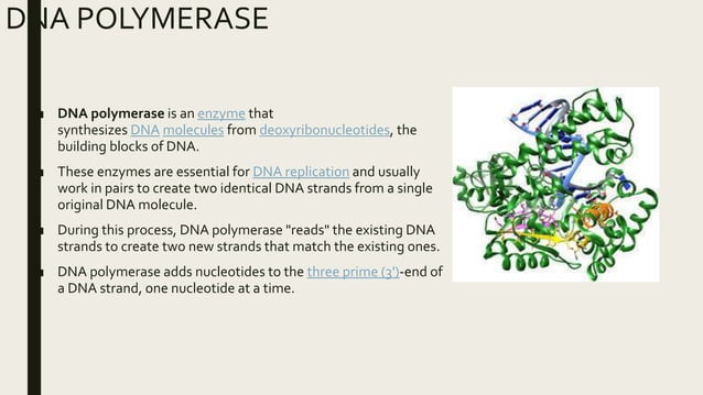 Dna polymerase biology arun | PPTX