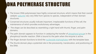Dna polymerase biology arun | PPTX
