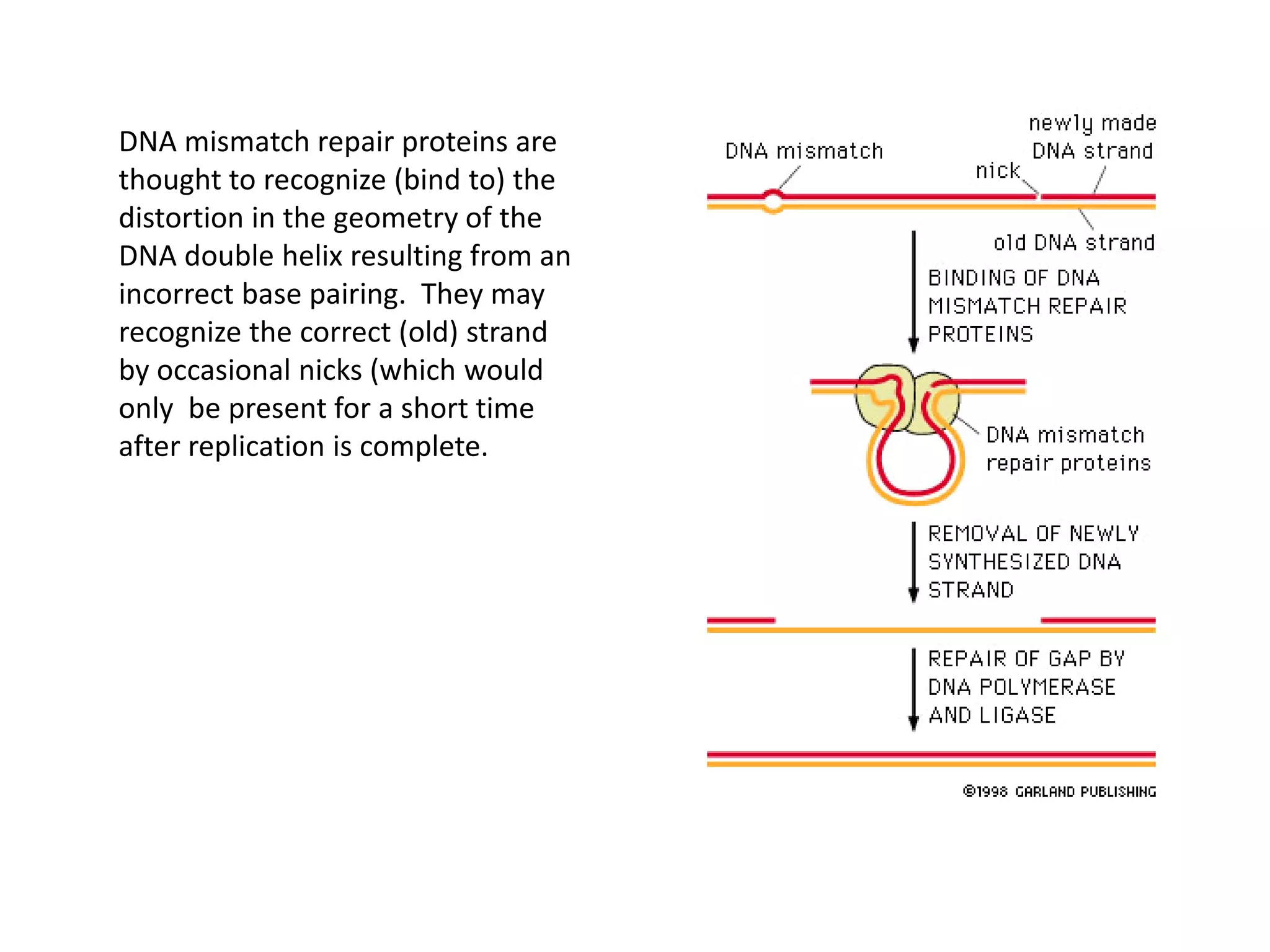 DNA polymerase proofreading and processivity.pptx
