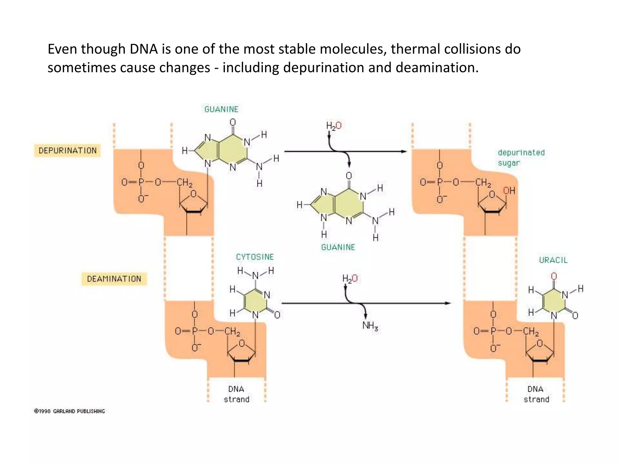DNA polymerase proofreading and processivity.pptx