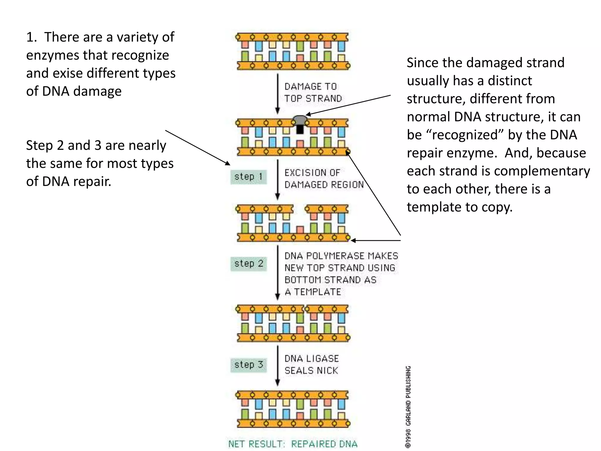 DNA polymerase proofreading and processivity.pptx
