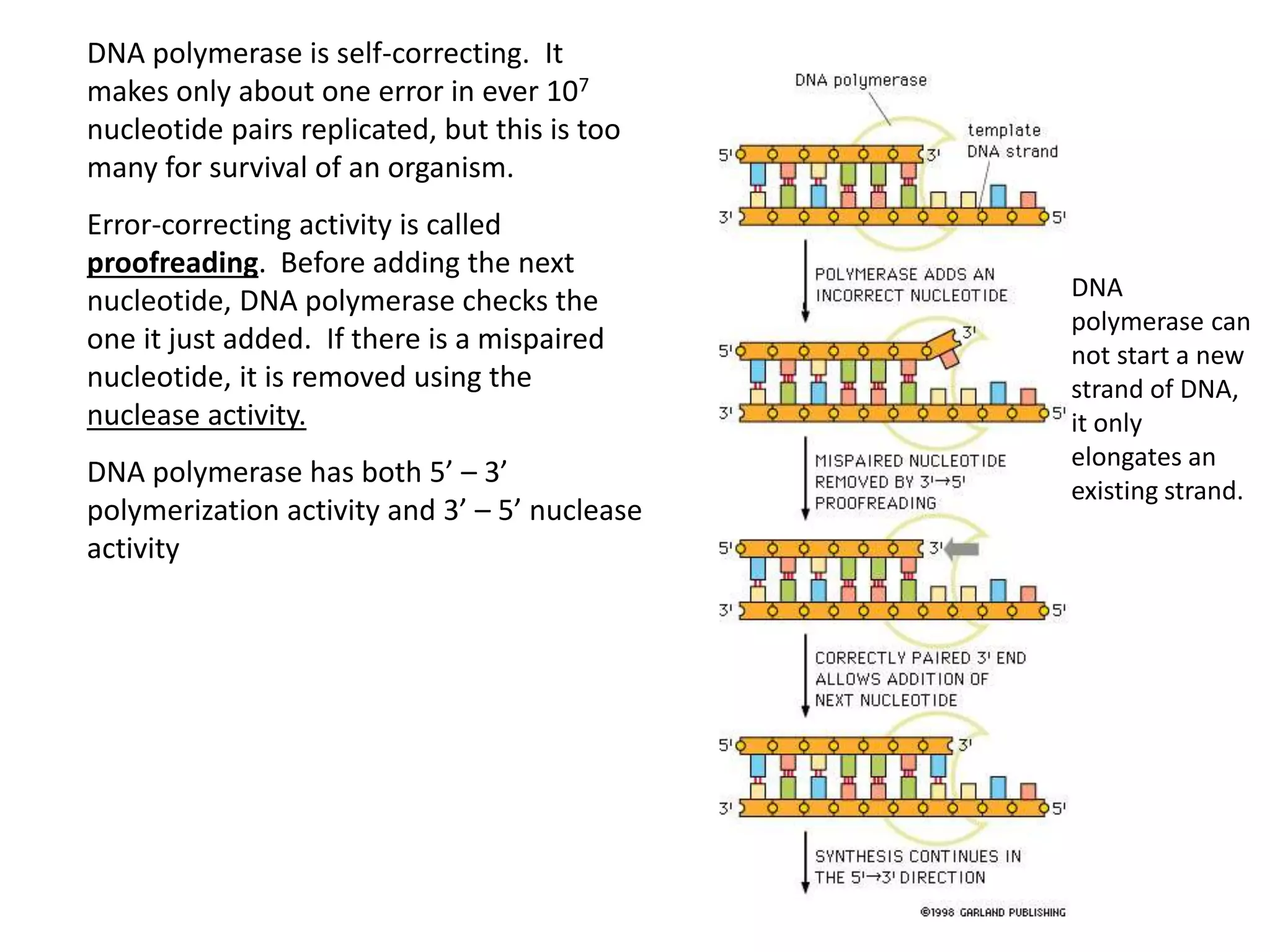 DNA polymerase proofreading and processivity.pptx