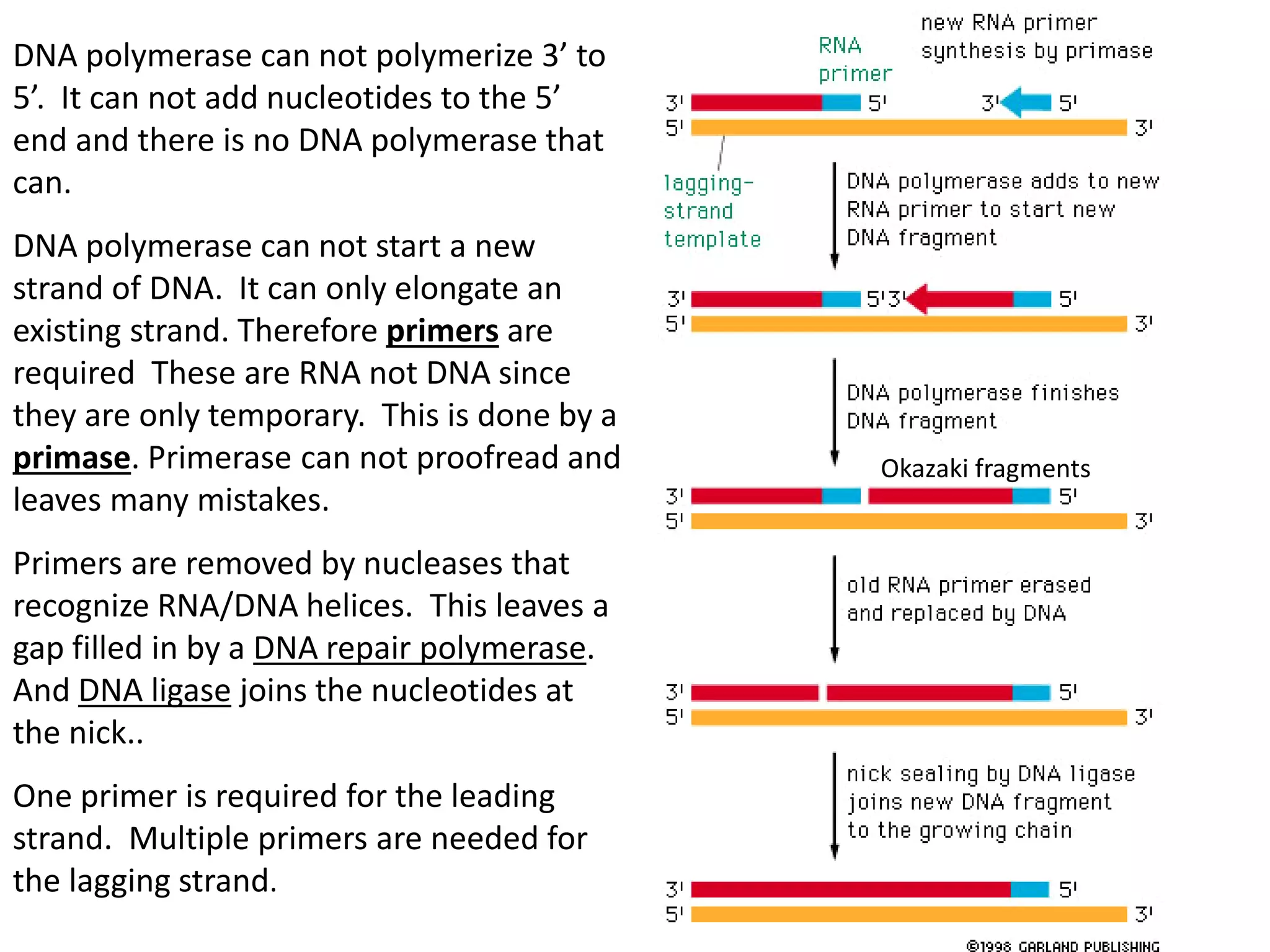 DNA polymerase proofreading and processivity.pptx