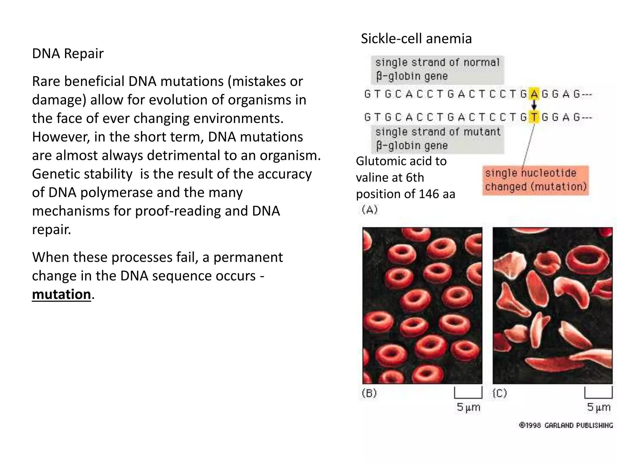 DNA polymerase proofreading and processivity.pptx