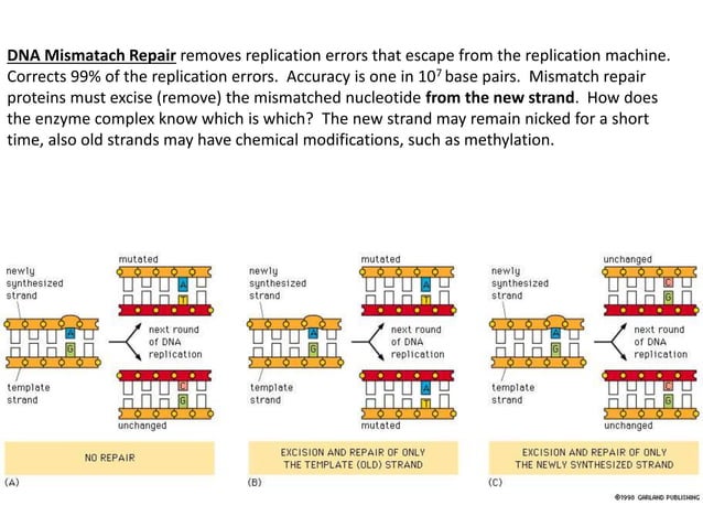 DNA polymerase proofreading and processivity.pptx | Biological Sciences ...