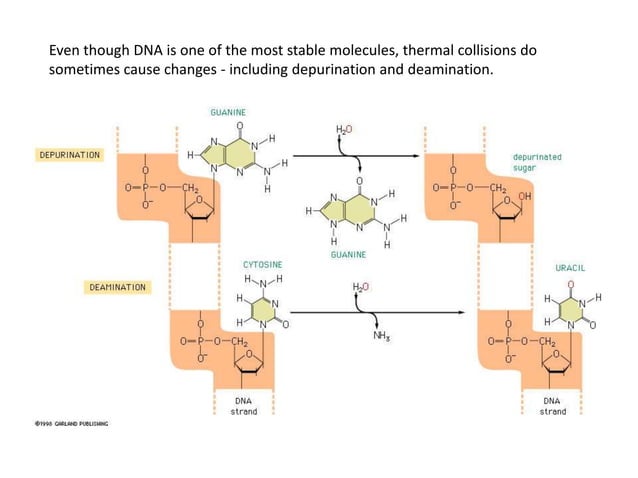 DNA polymerase proofreading and processivity.pptx | Biological Sciences ...