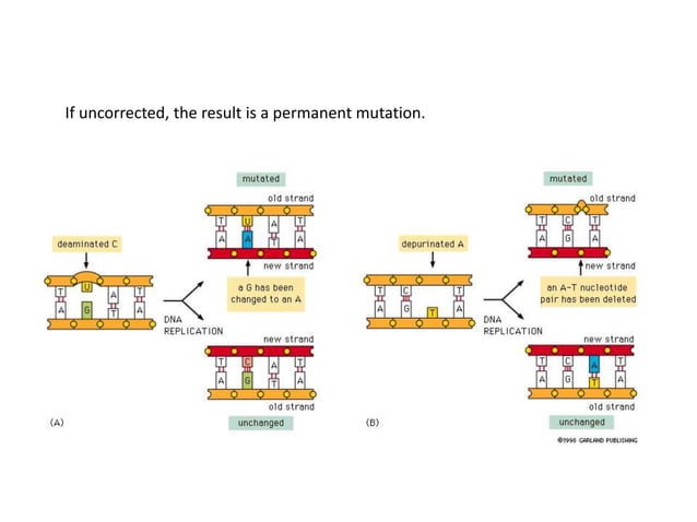 DNA polymerase proofreading and processivity.pptx | Biological Sciences ...