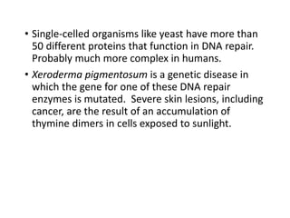 DNA polymerase proofreading and processivity.pptx