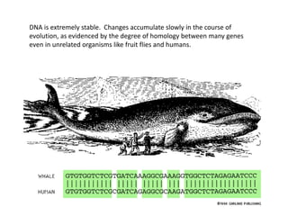 DNA polymerase proofreading and processivity.pptx