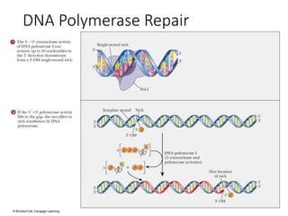 DNA polymerase proofreading and processivity.pptx