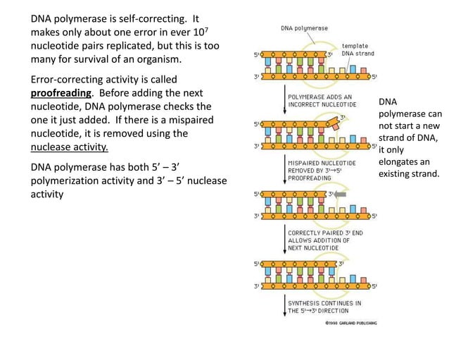 DNA polymerase proofreading and processivity.pptx | Biological Sciences ...