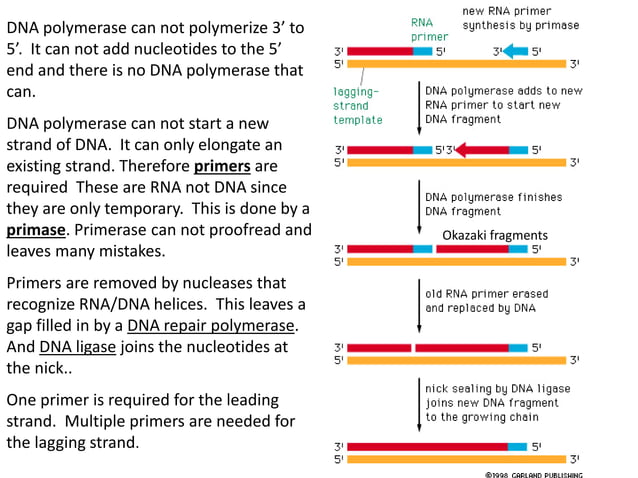 DNA polymerase proofreading and processivity.pptx | Biological Sciences ...