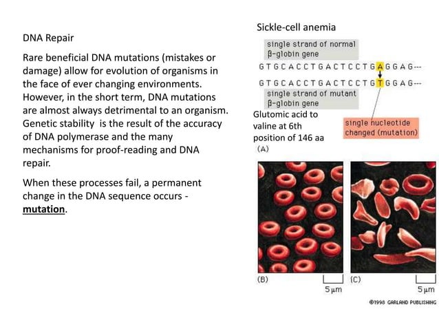 DNA polymerase proofreading and processivity.pptx | Biological Sciences ...