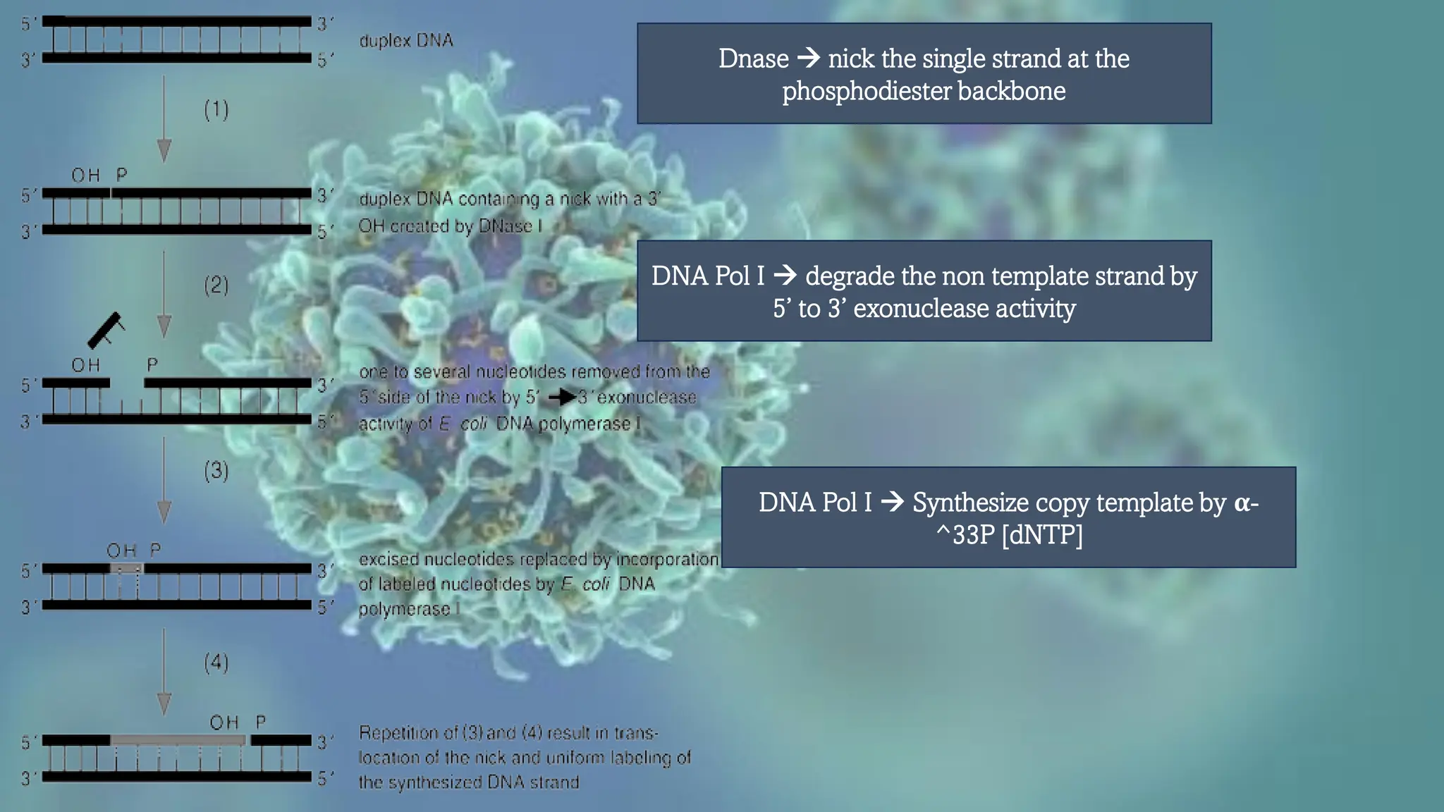 DNA polymerases (DNA manupliation Enzymes).pdf | Chemistry | Science