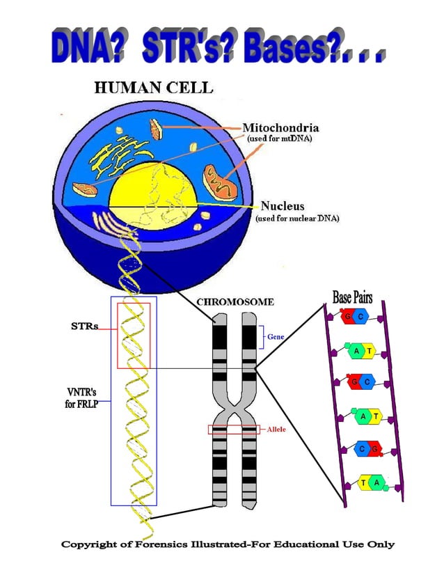 Dna poster | PDF
