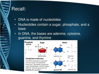 DNA Structure and Function Week 2 Lecture in Earth and Life Science ...