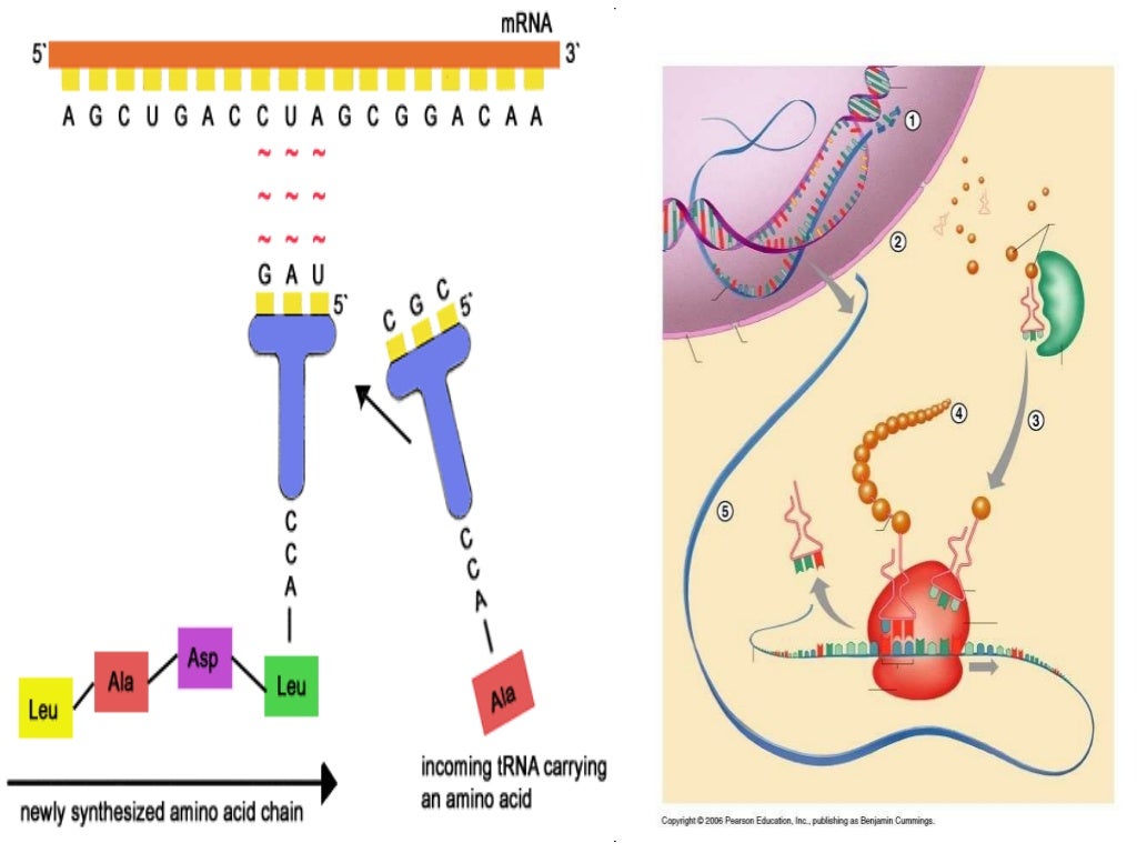 DNA notes REVISED Edition!