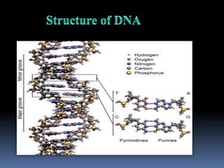Dna ppt | PPTX
