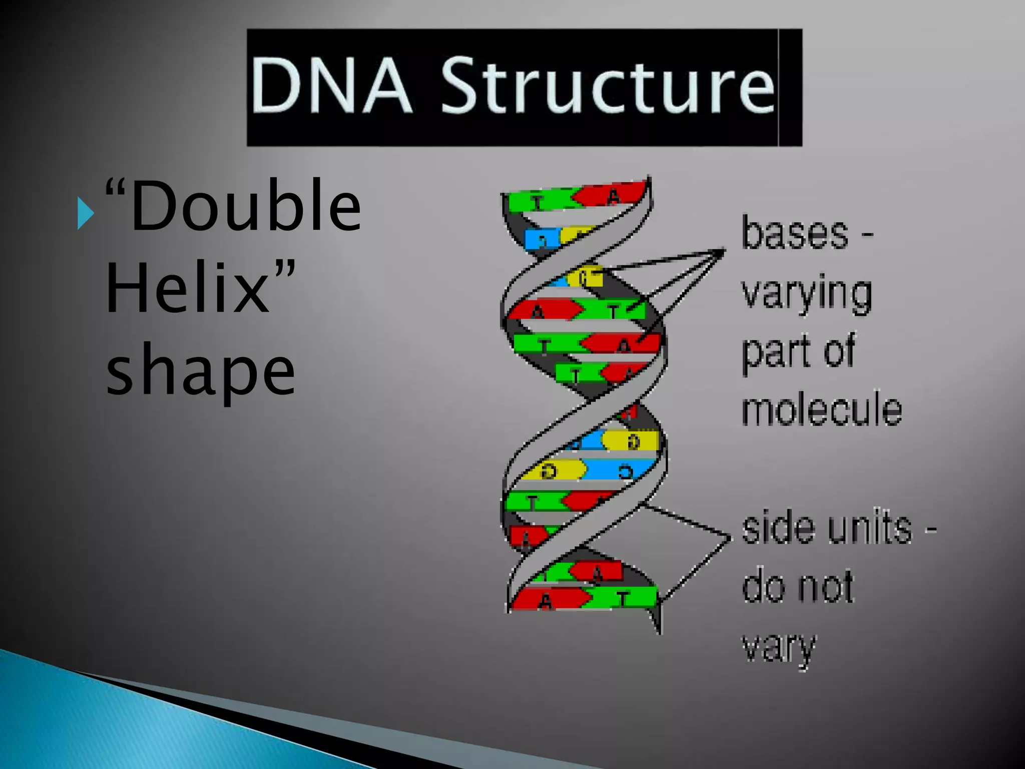 DNA ppt.ppt