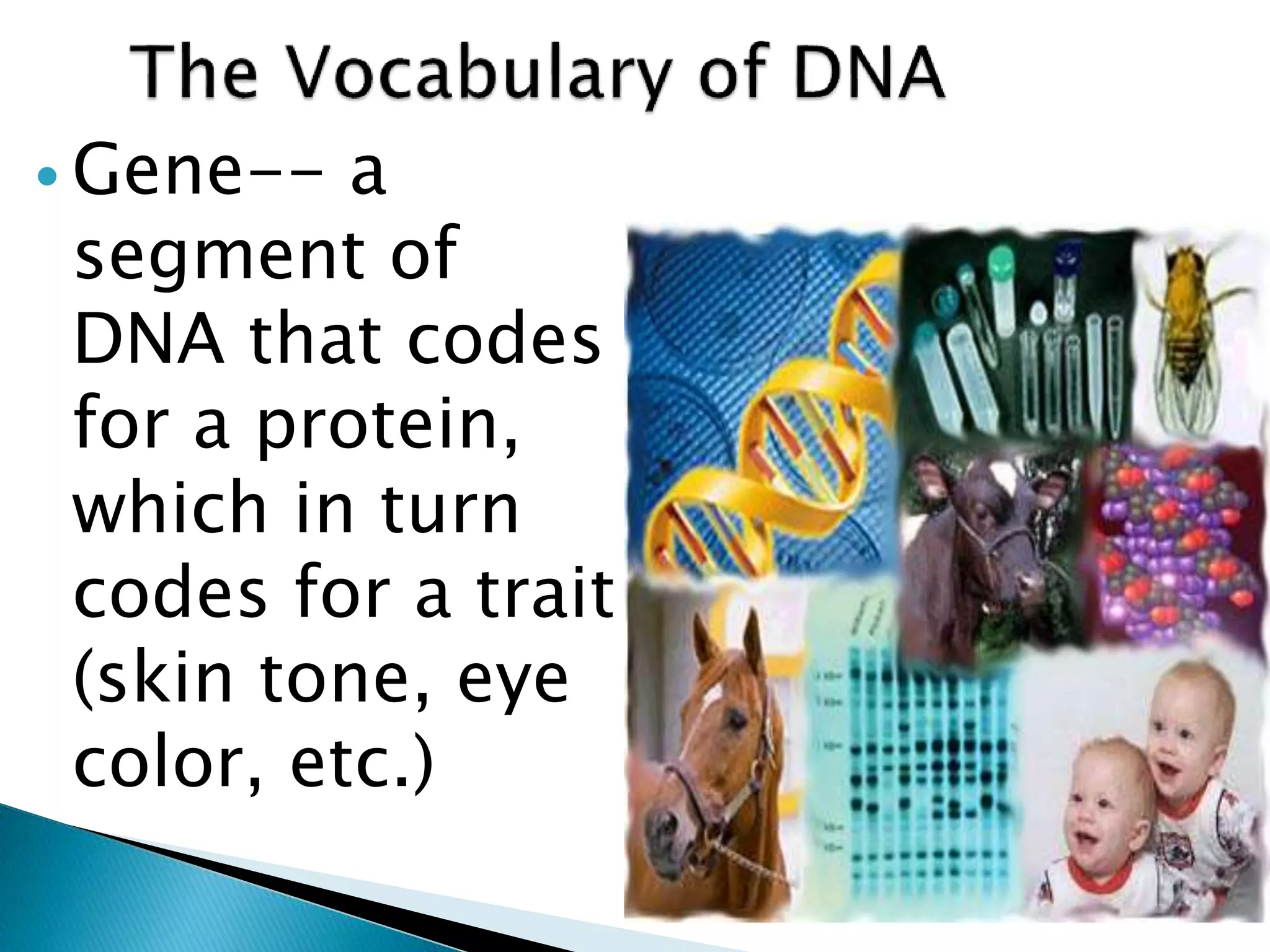 DNA ppt.ppt