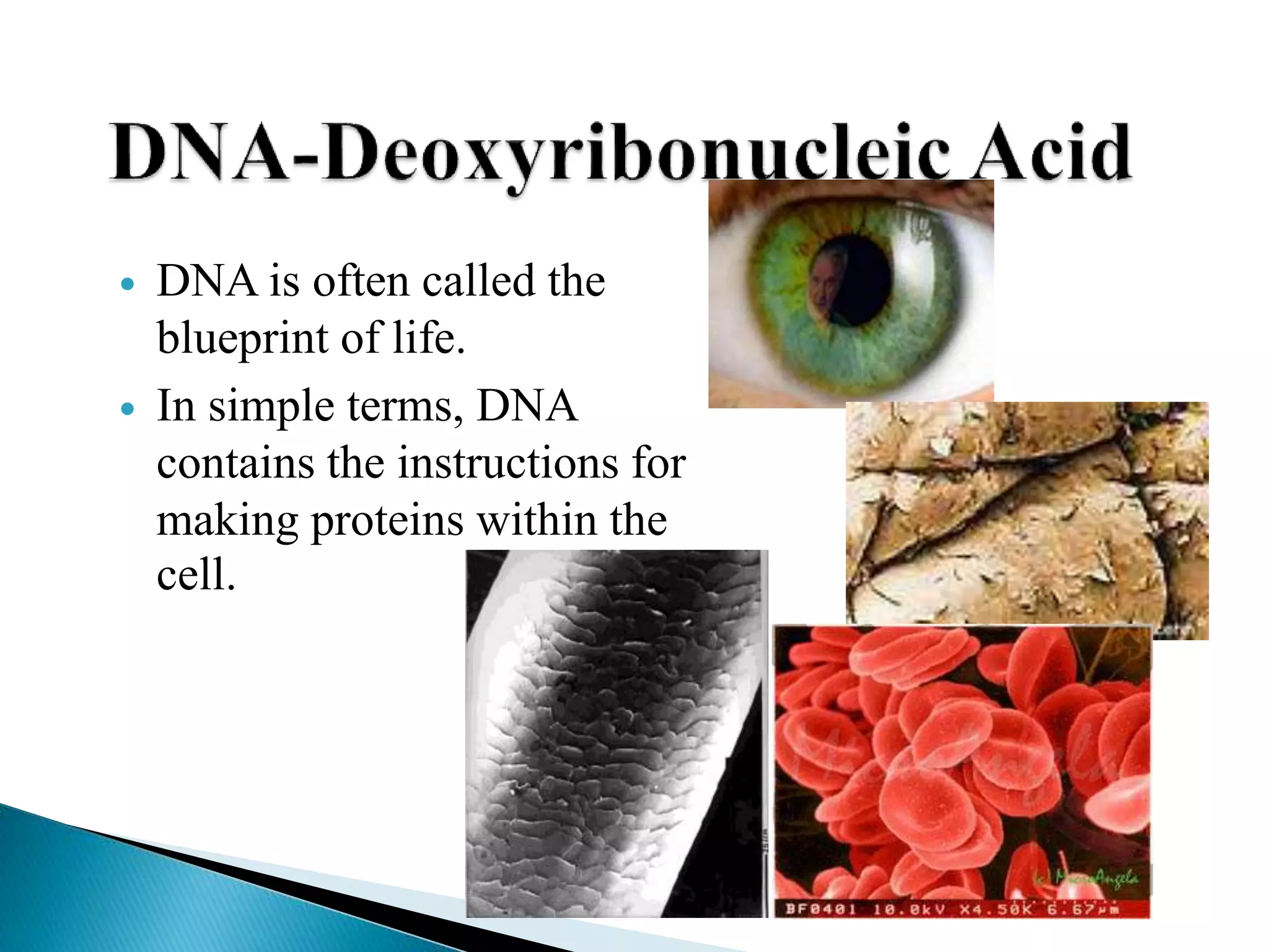 DNA ppt.ppt