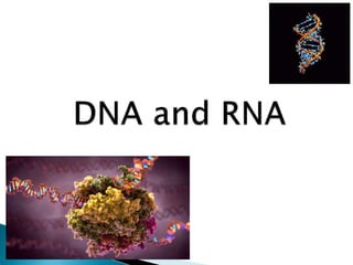 DNA ppt.ppt
