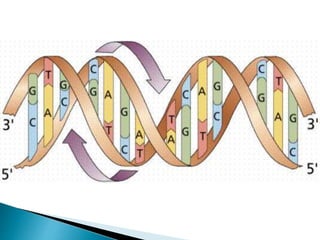 DNA ppt.ppt