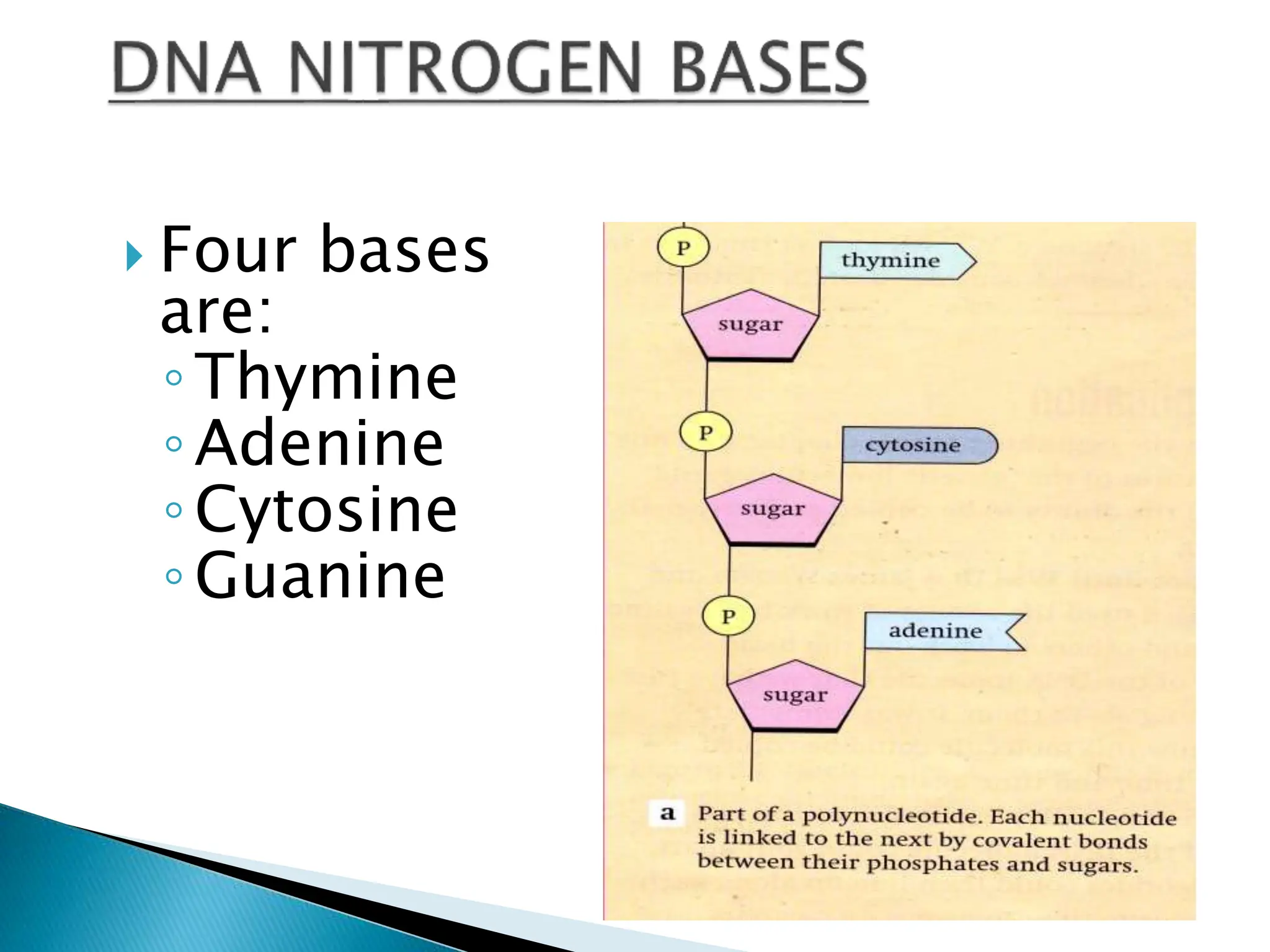 Science 10 Quarter 3; DNA structure ppt. | PPT
