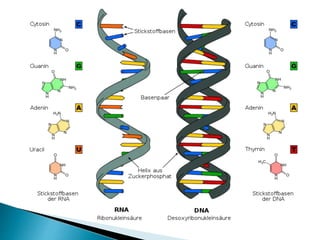 Science 10 Quarter 3; DNA structure ppt. | PPT