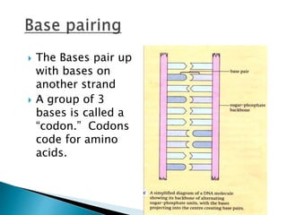 Science 10 Quarter 3; DNA structure ppt. | PPT