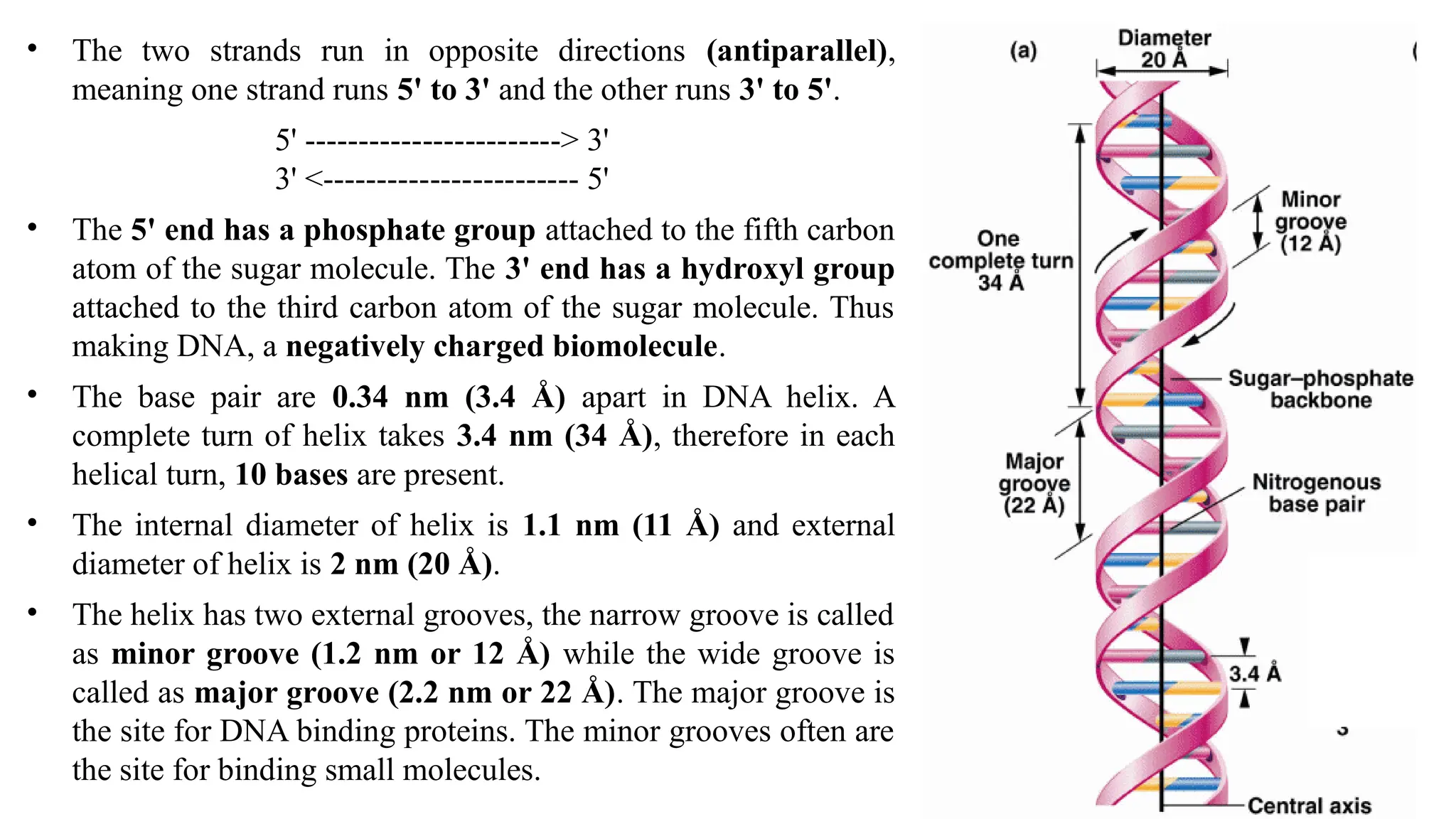 Deoxy ribonucleic Acid Powerpoint presentation | PPT