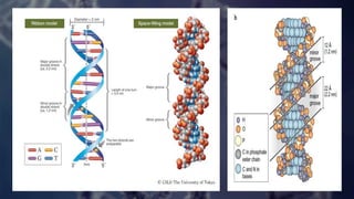 DNa Deoxyribonucleic acid- code of life | PPTX