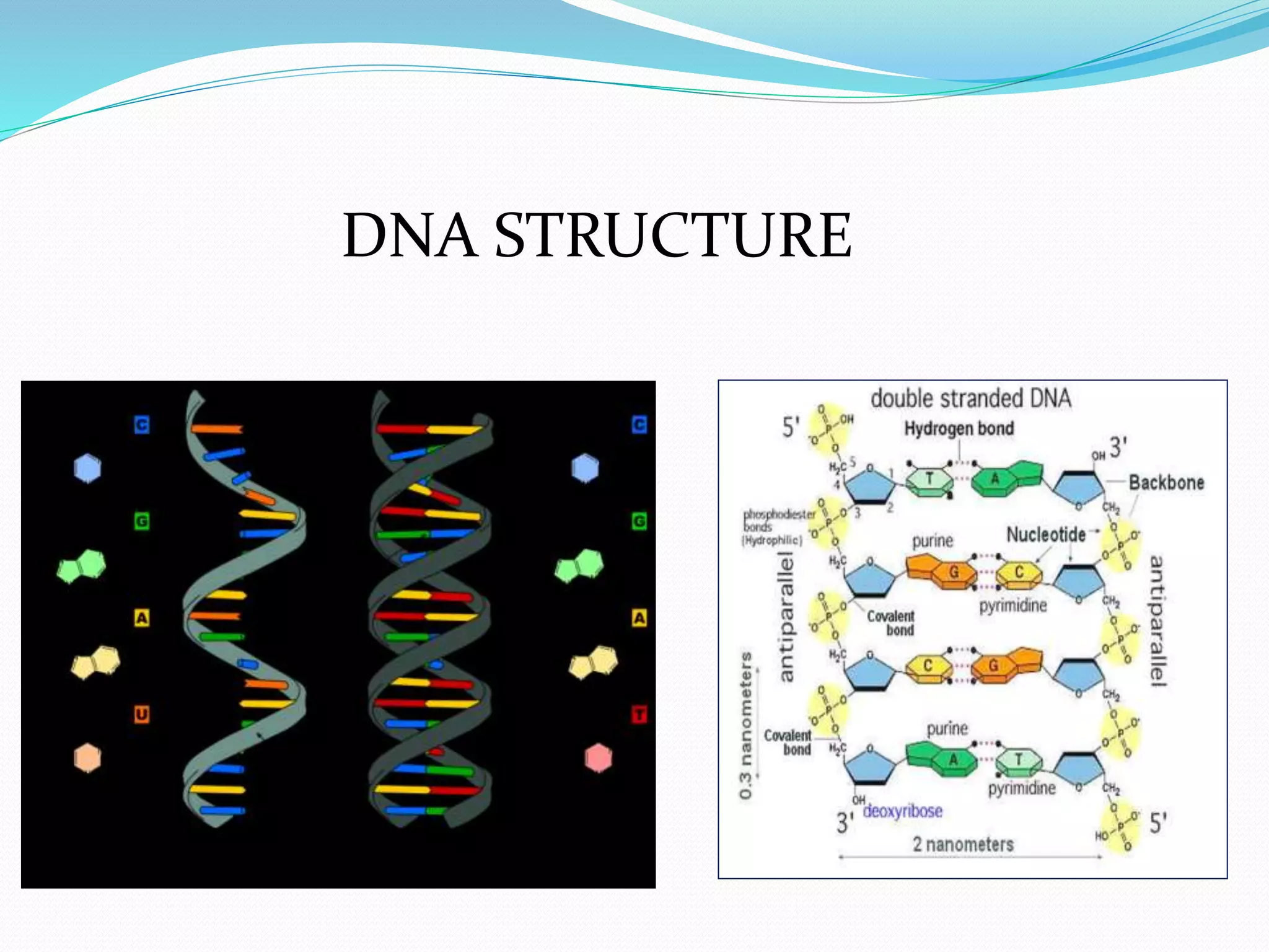 Dna presentation | PPTX