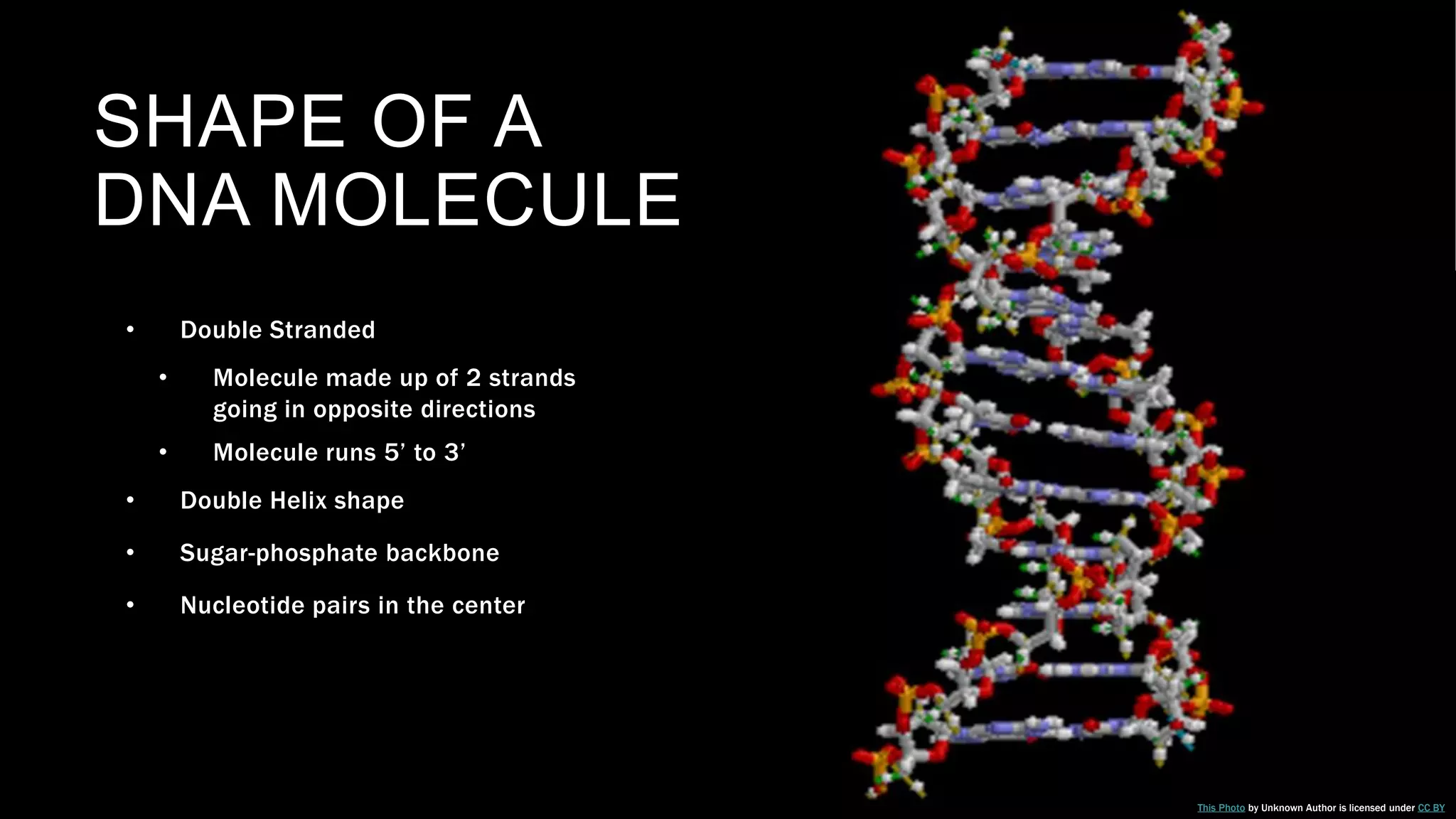 DNA Presentation.pptx