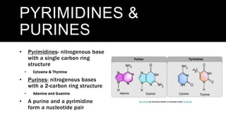 DNA Presentation.pptx