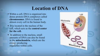 DNA PRESENTATION.pptx