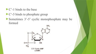 DNA or deoxyribonucleic acid, is the hereditary material in humans and ...