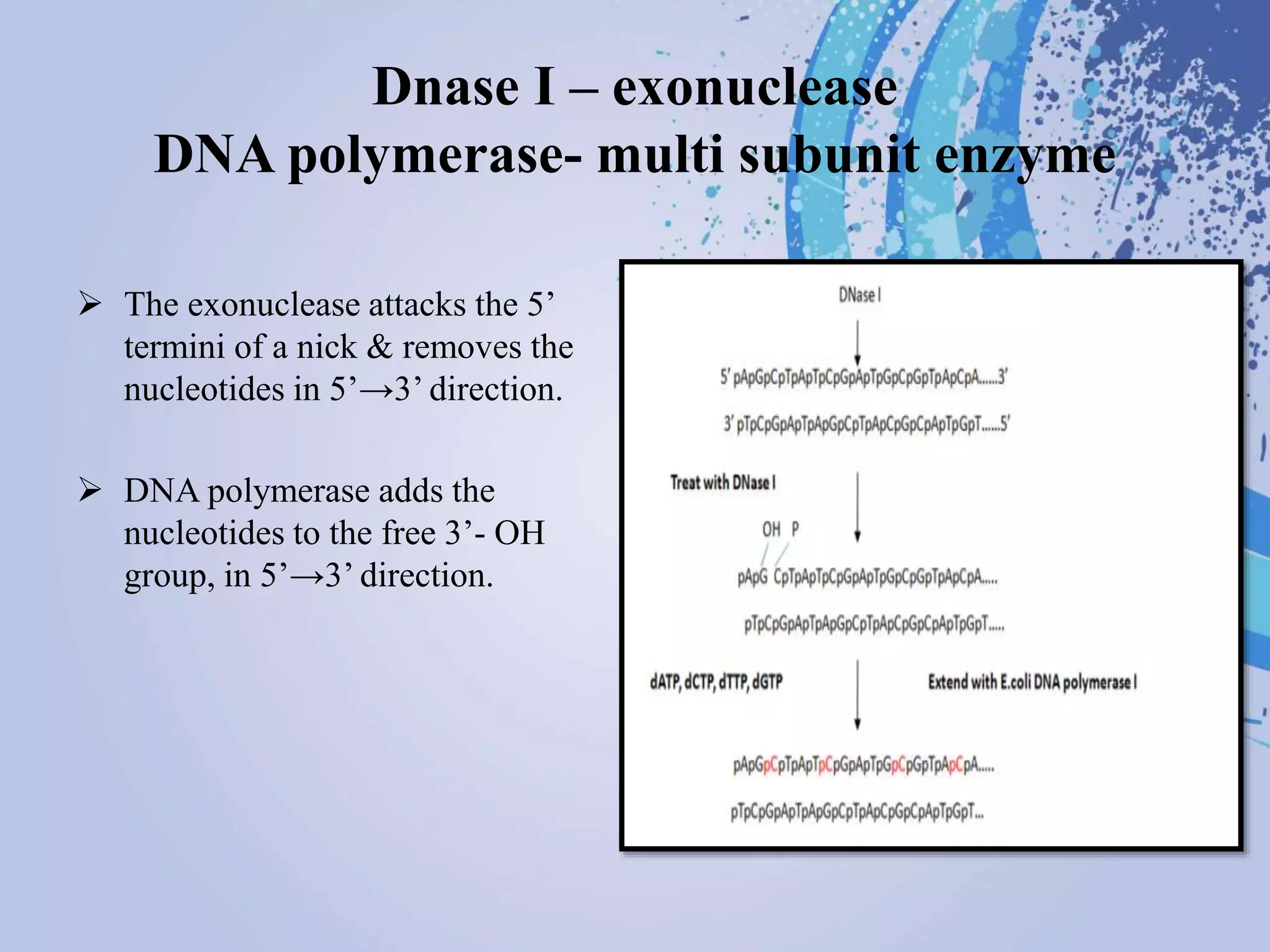 Dna probes | PPTX