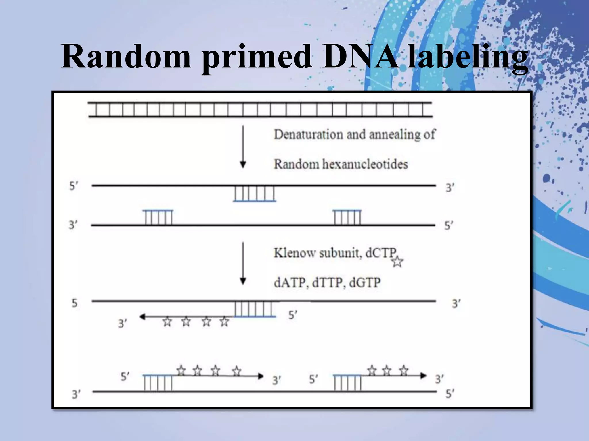 Dna probes | PPTX