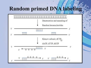 Dna probes | PPTX