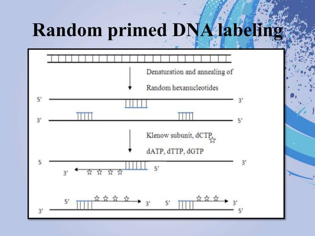 Dna probes | PPTX | Chemistry | Science