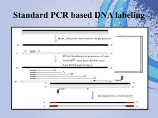 Dna probes | PPTX