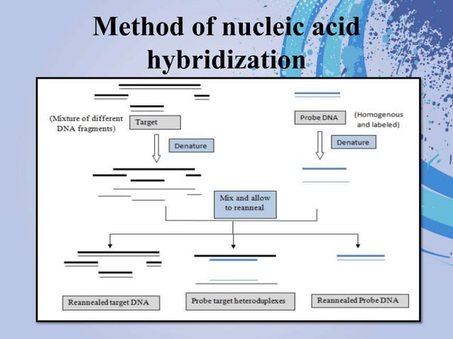 Dna probes | PPTX | Chemistry | Science